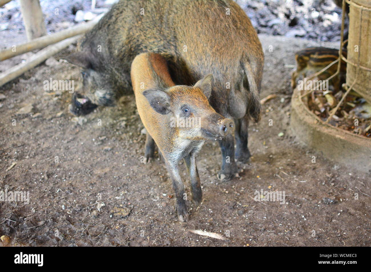 Pig piglet farm hi-res stock photography and images - Alamy