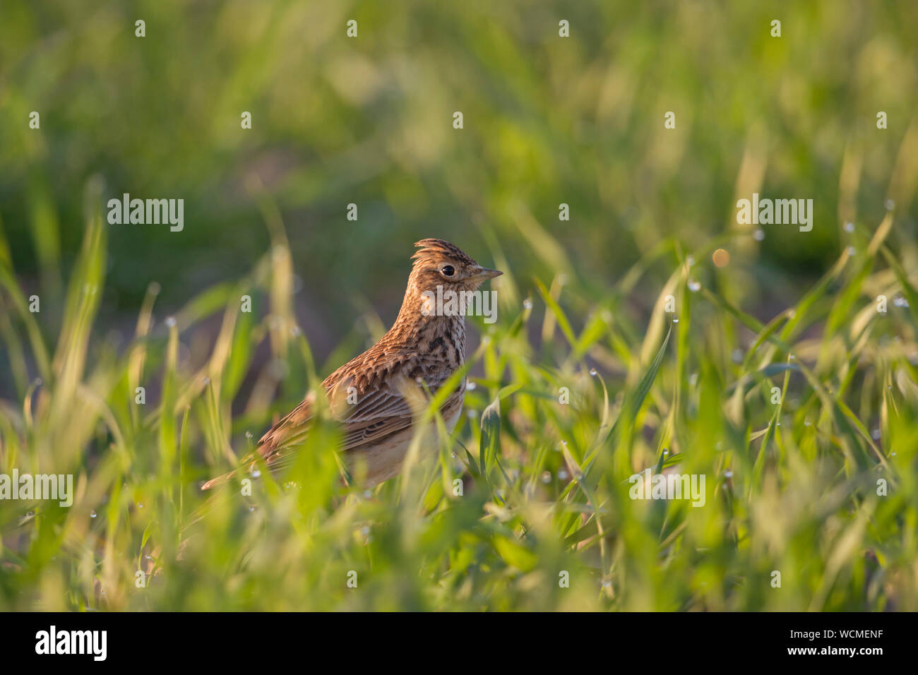 Skylark ( Alauda arvensis ) sitting on the ground in a field of winter ...