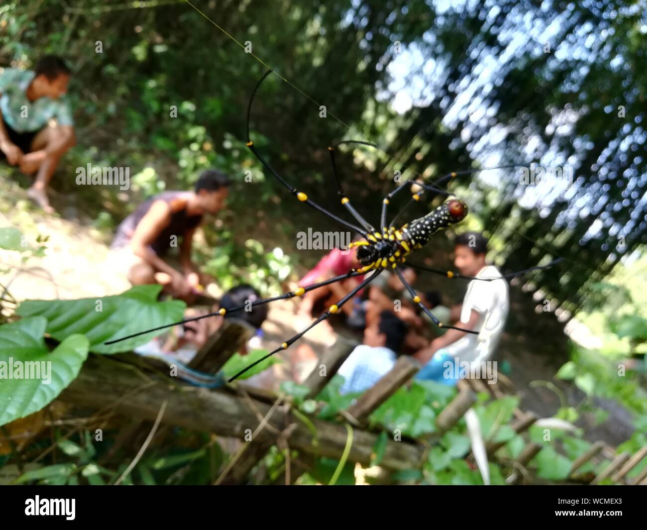 Group Of Spider In Web High Resolution Stock Photography and Images - Alamy