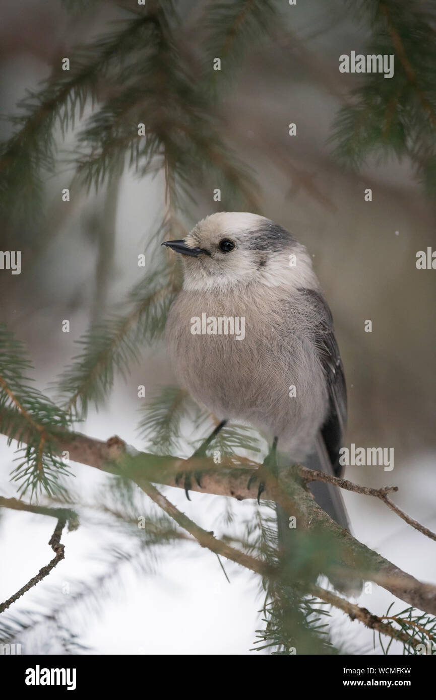 Grey jay bird watching picture hi-res stock photography and images - Alamy