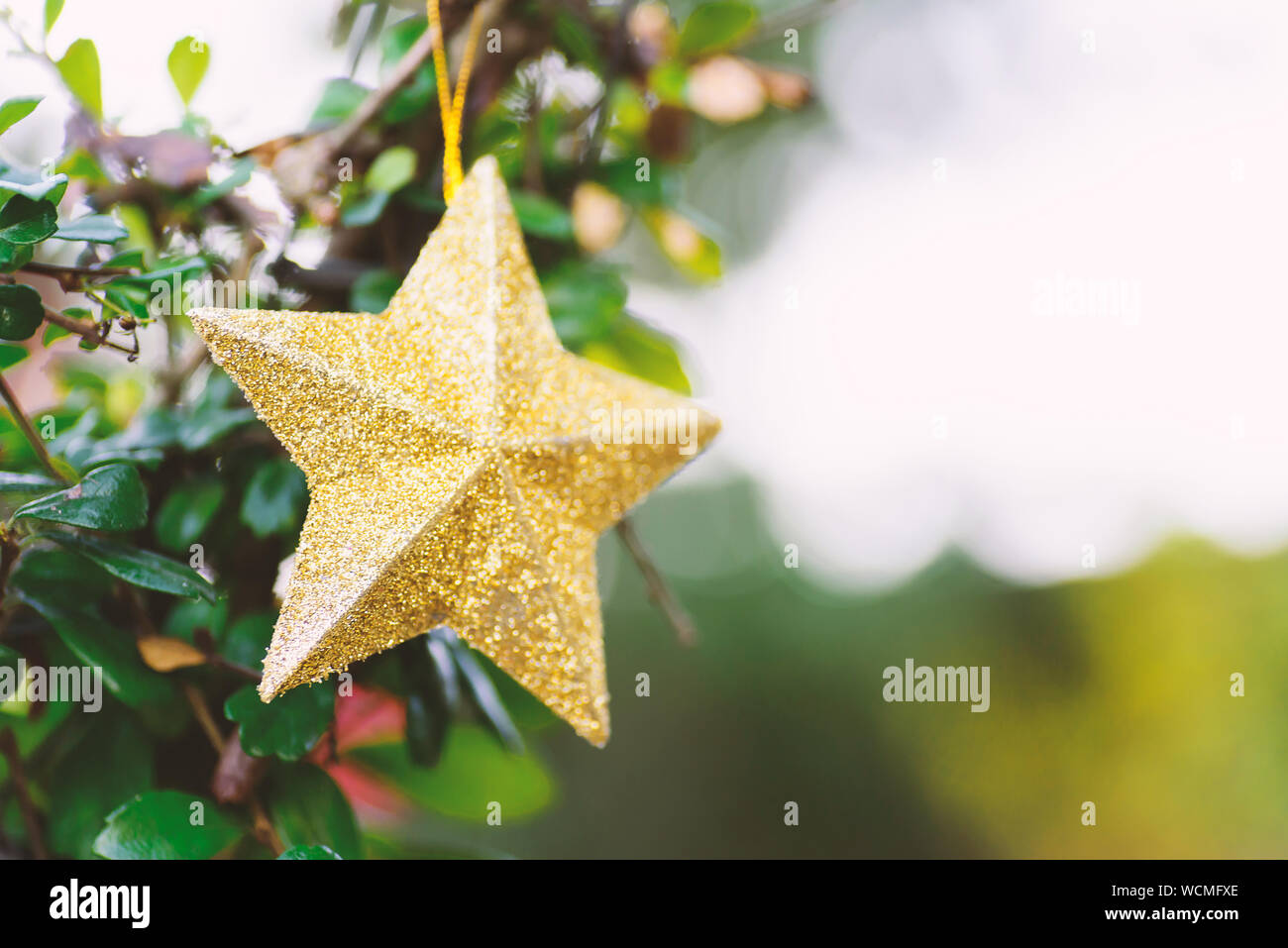 Star shaped leaf hi-res stock photography and images - Alamy