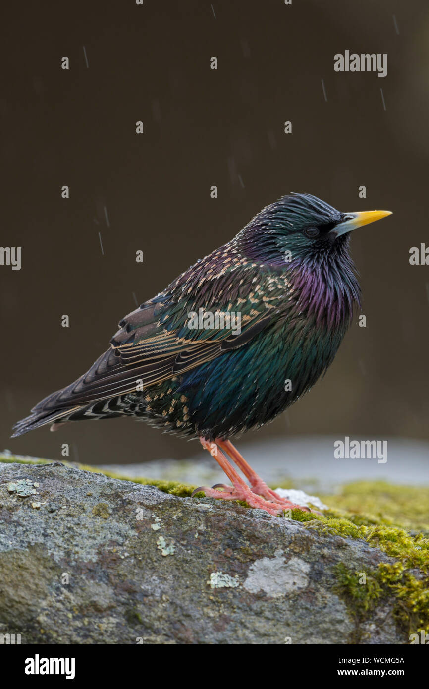 Birds with colorful plumage hi-res stock photography and images - Alamy
