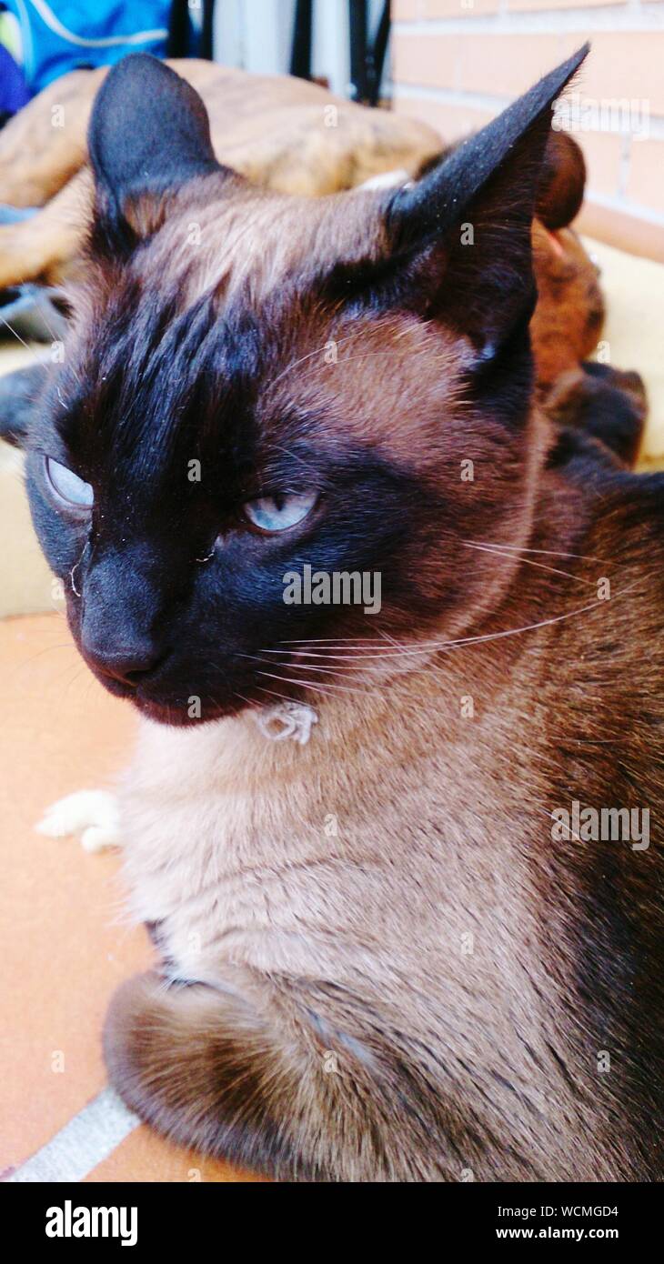 Irritated cat hi-res stock photography and images - Alamy