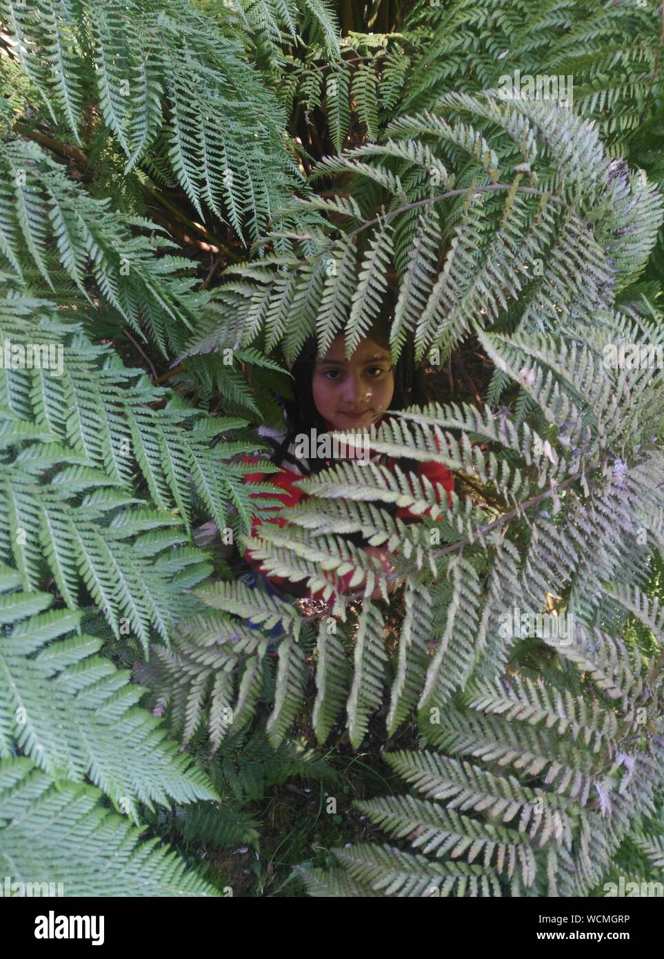 Real Ferns High Resolution Stock Photography and Images - Alamy