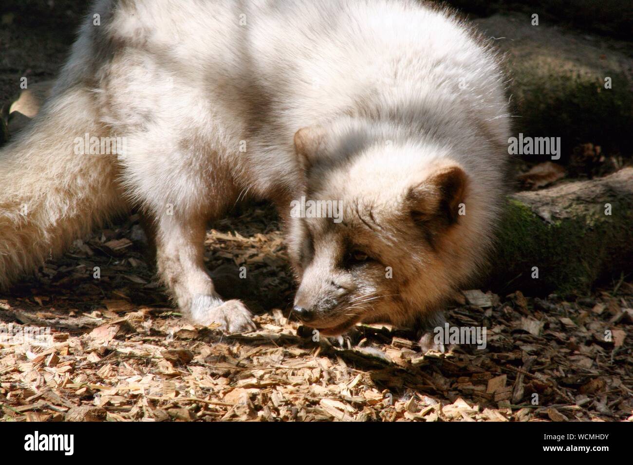 Arctic fox fur close up hi-res stock photography and images - Alamy