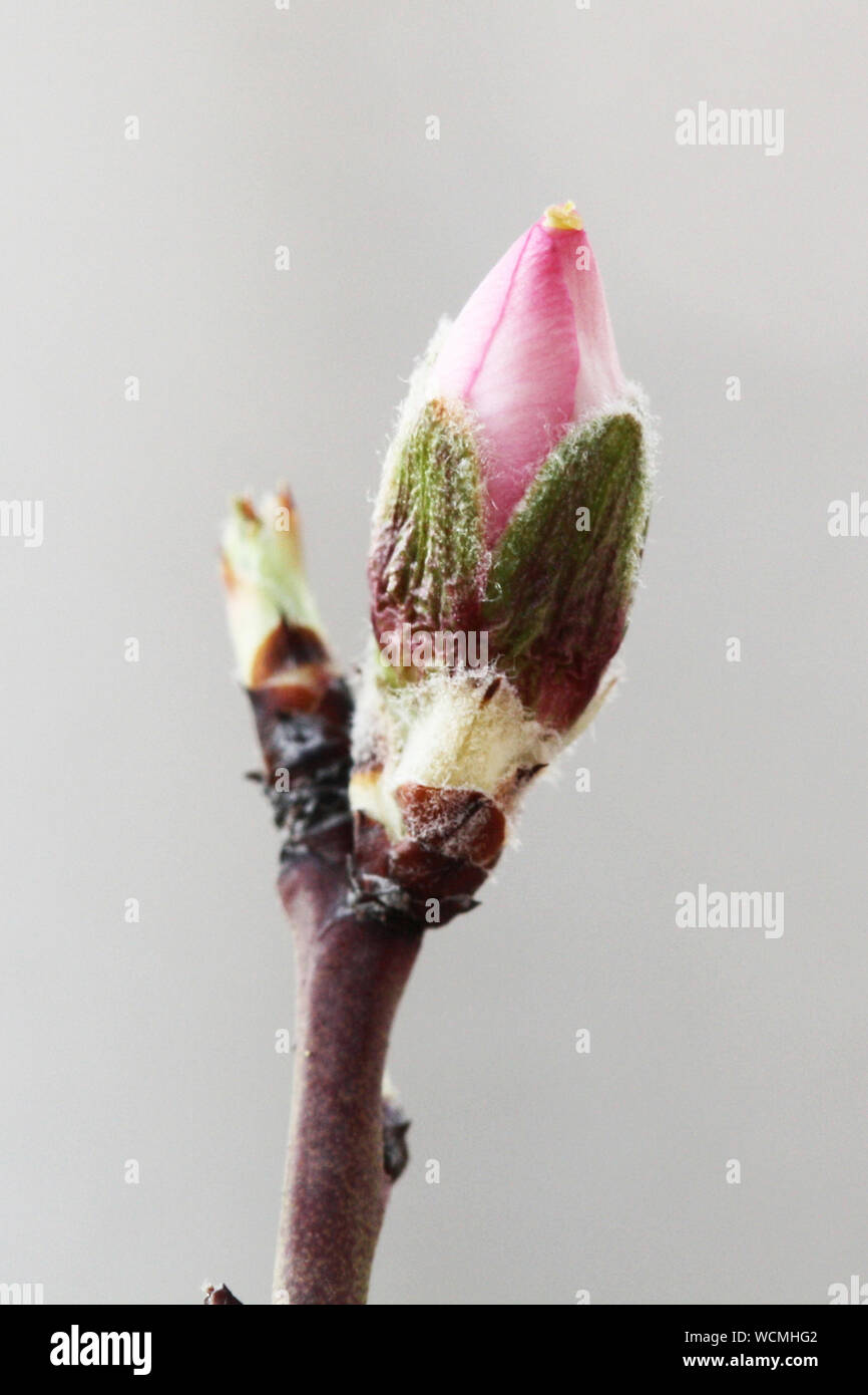 Almond mandel hi-res stock photography and images - Alamy