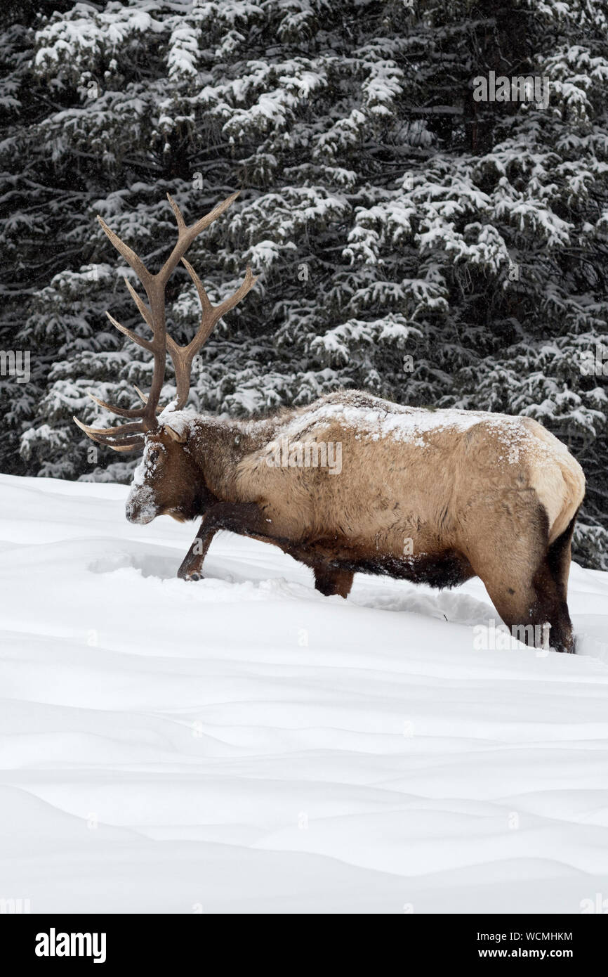 Elk side view animal photo and image hi-res stock photography and ...