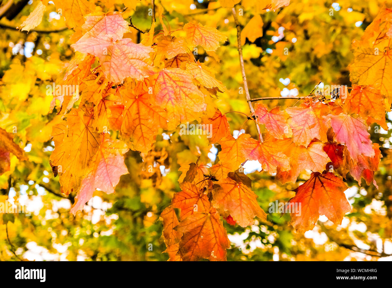 Fall beauty, weather and seasons concept - Autumn nature scene ...