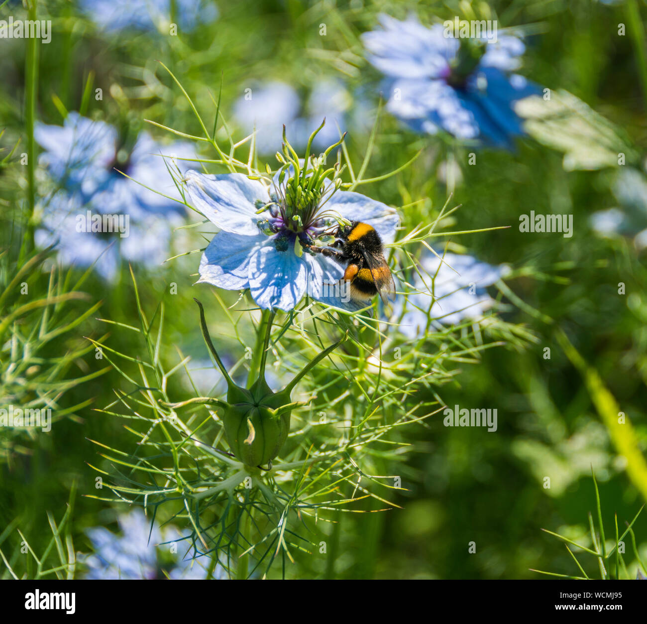 Love bee hi-res stock photography and images - Alamy