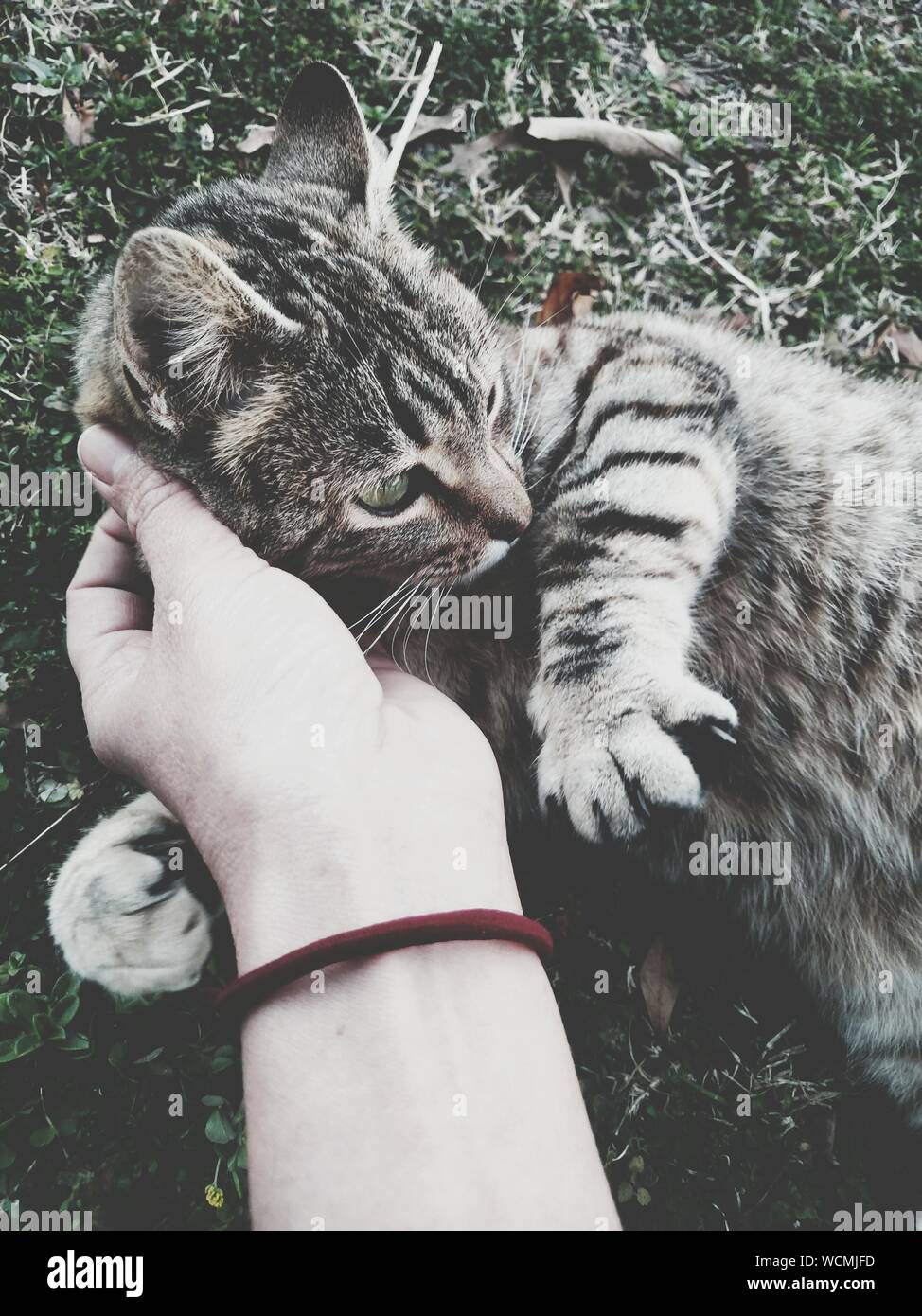 Cat being petted hi-res stock photography and images - Alamy
