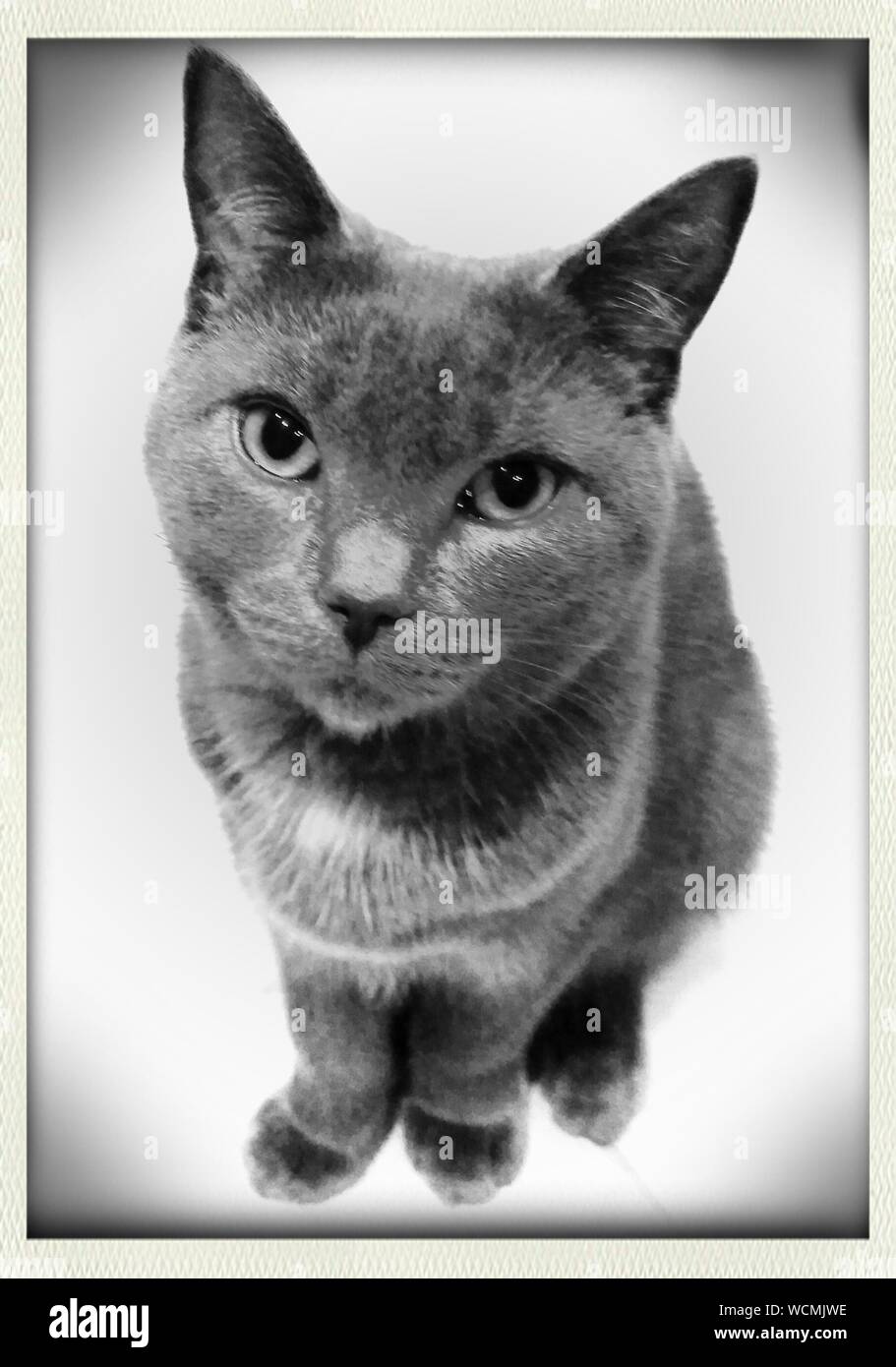 Cat nose camera hi-res stock photography and images - Alamy