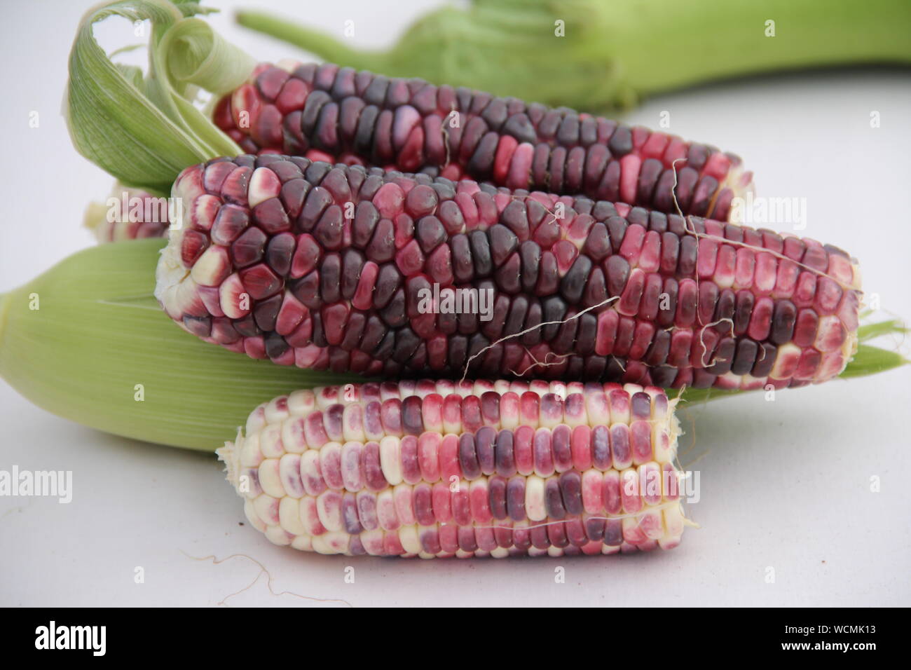 Bloody butcher corn hi-res stock photography and images - Alamy