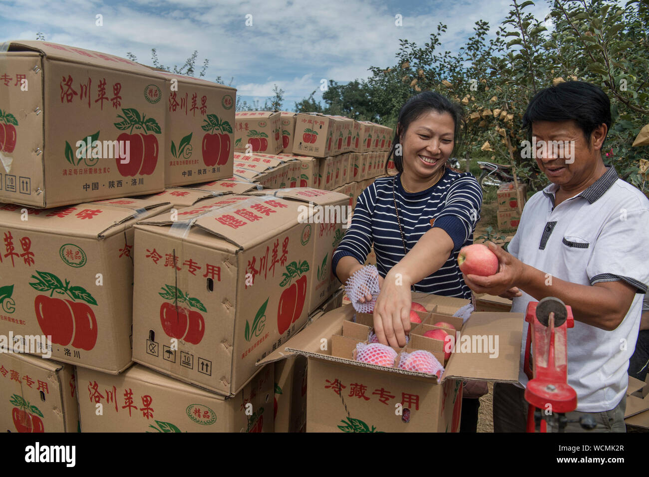 Luochuan, China's Shaanxi Province. 28th Aug, 2019. Apple retailer Lu ...