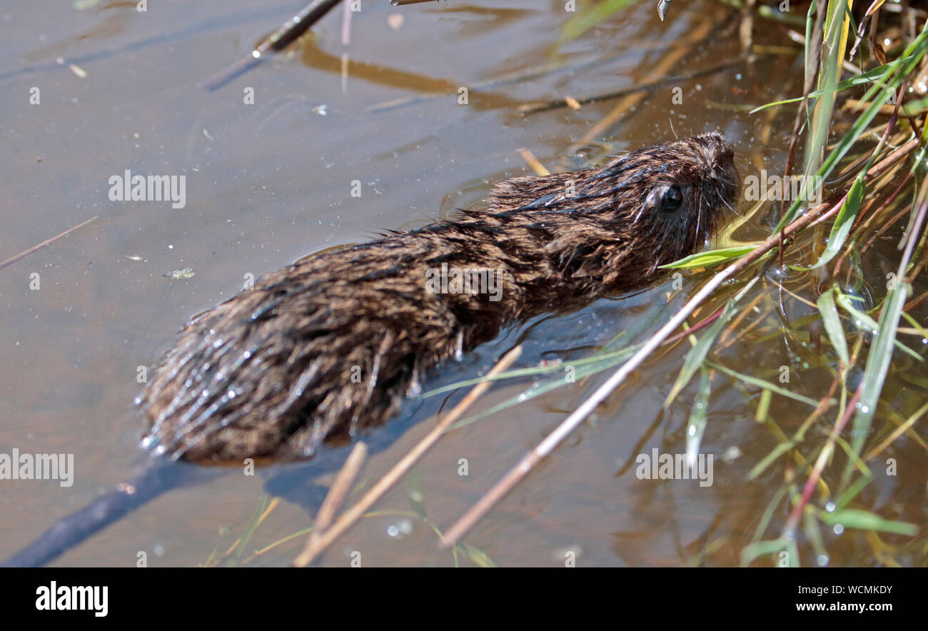 European water vole arvicola amphibious swimming hi-res stock ...