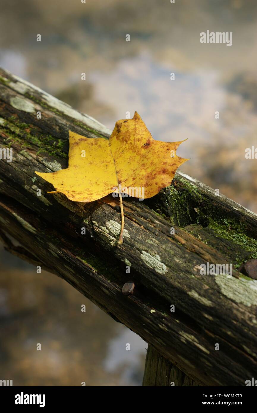Falling leaf hi-res stock photography and images - Alamy