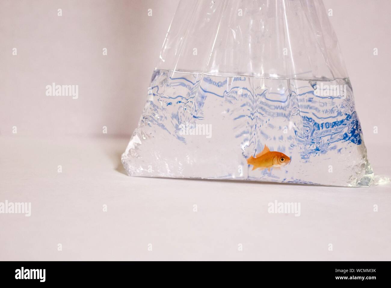 Transparent fish hi-res stock photography and images - Alamy