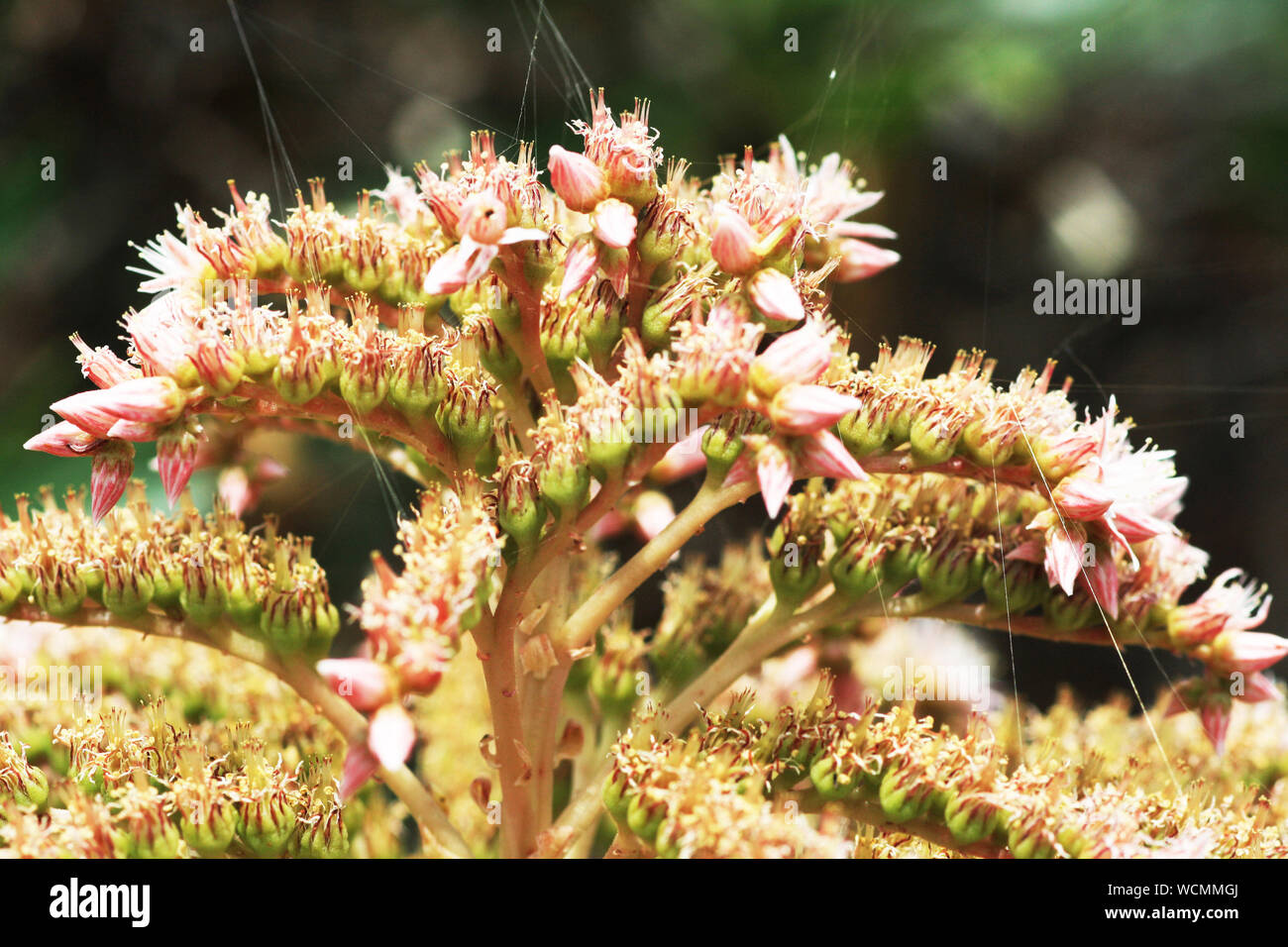 Dickblattgewaechs aeonium percarneum Stock Photo - Alamy