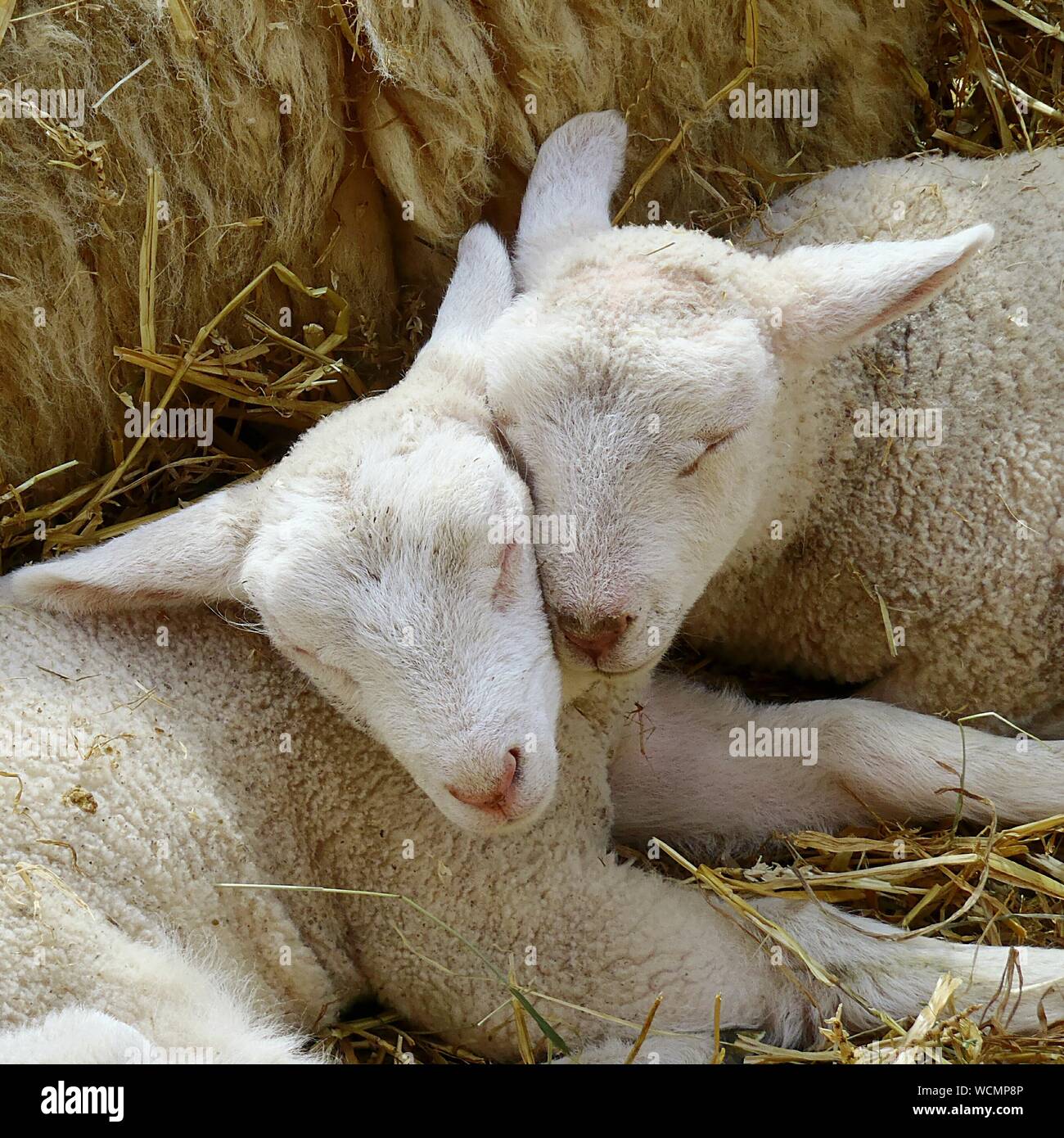 Sheep Sleeping High Resolution Stock Photography and Images - Alamy