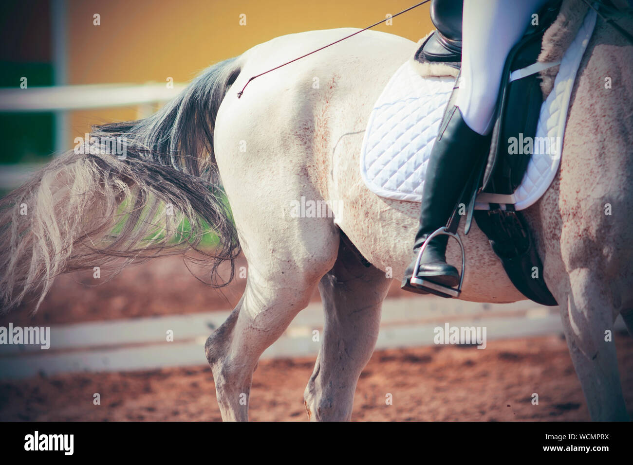 Beautiful grey horse with a rider in the saddle with a white saddle ...