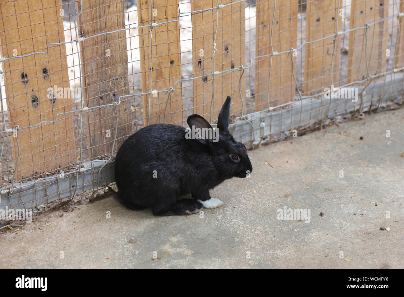 Side View Of Black Rabbit High Resolution Stock Photography and Images ...
