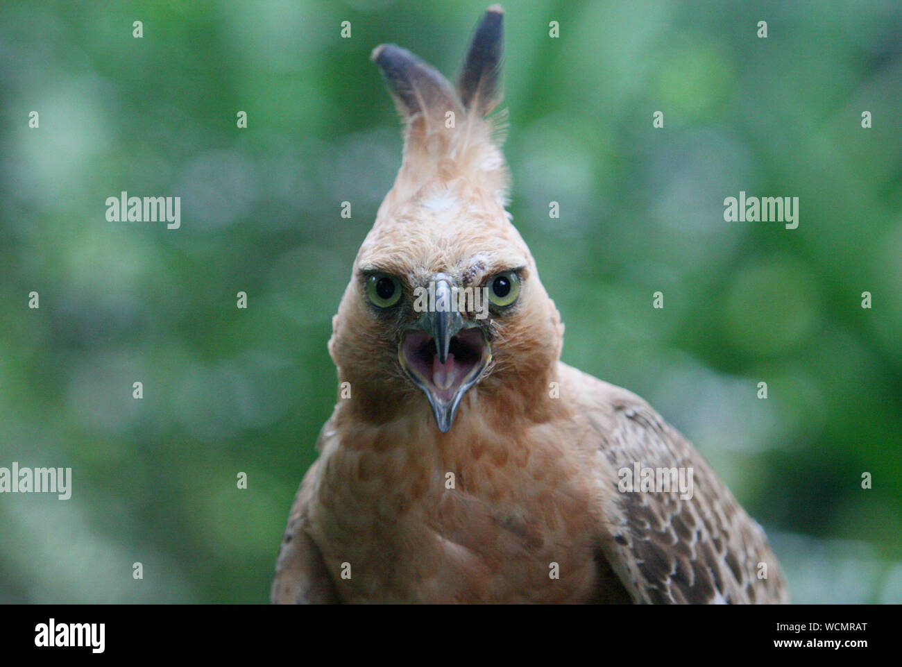 Screaming hawk hi-res stock photography and images - Alamy