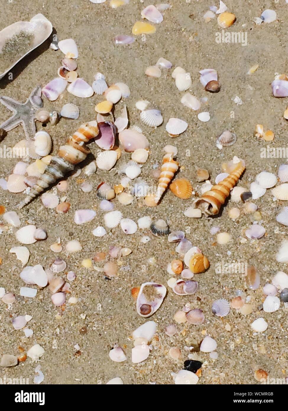 Black seashells on sand hi-res stock photography and images - Alamy