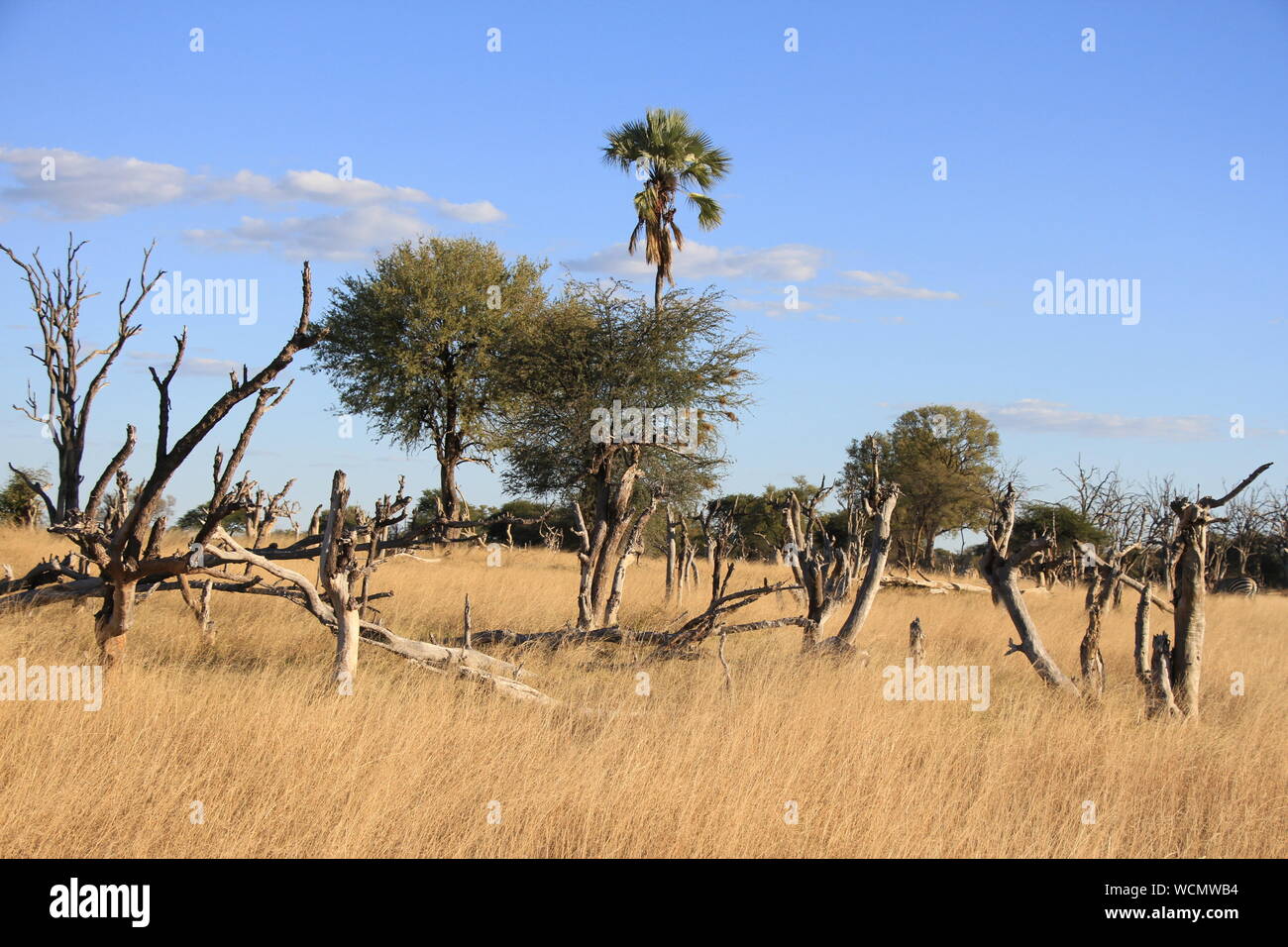 Zimbabwe wild landscape Stock Photo - Alamy