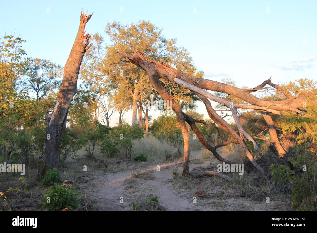 Zimbabwe wild landscape Stock Photo - Alamy