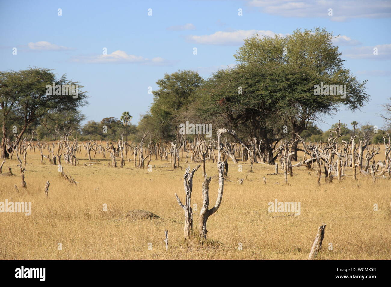 Zimbabwe wild landscape Stock Photo - Alamy