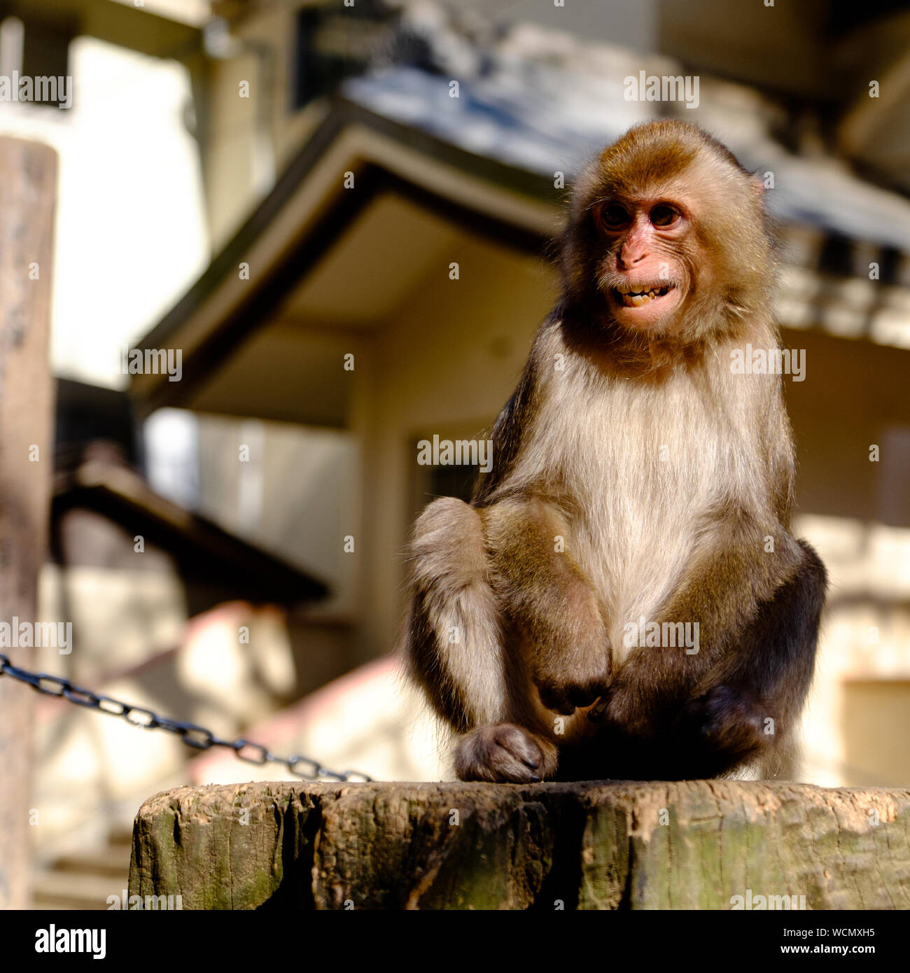 Stump monkey hi-res stock photography and images - Alamy