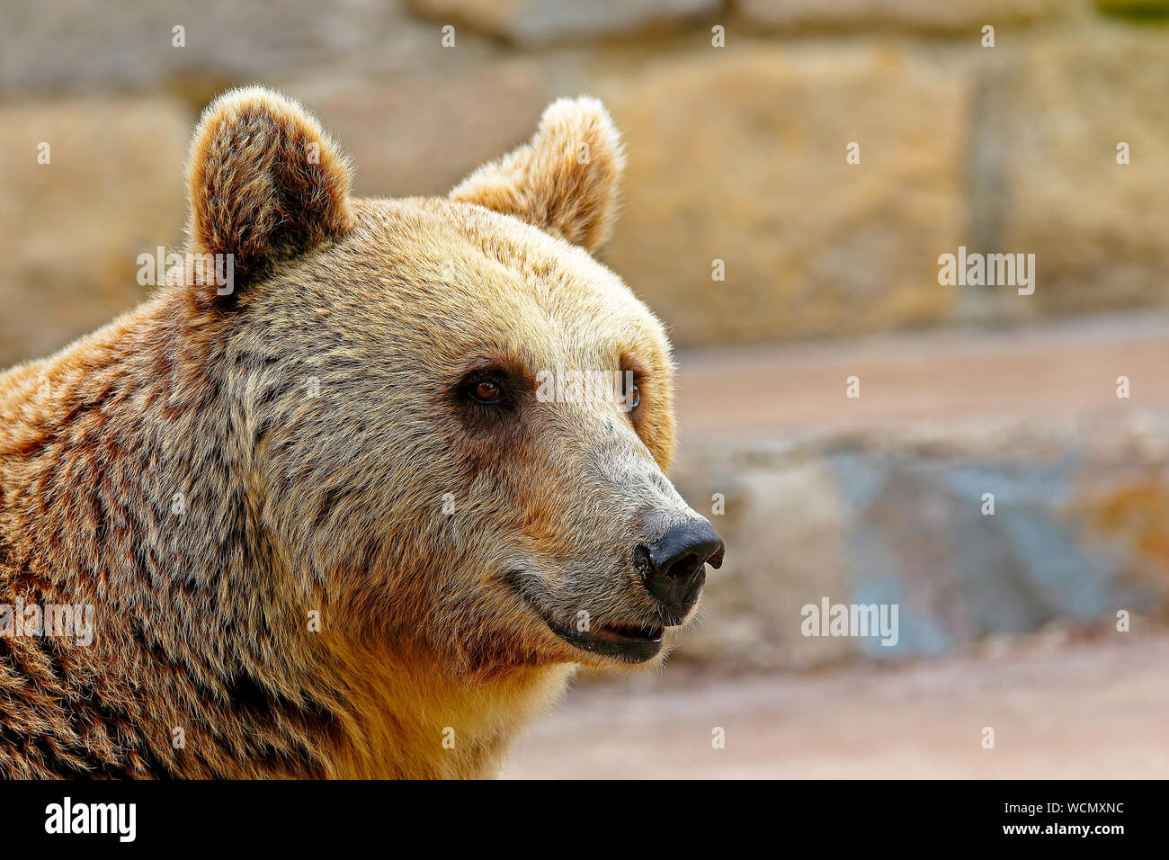 Grizzly bear looking up hi-res stock photography and images - Alamy