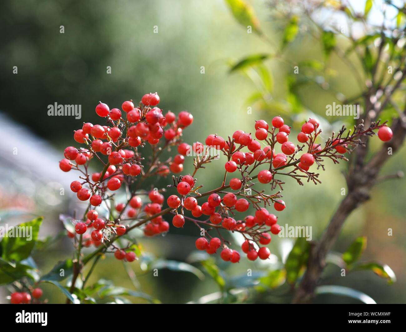 Cranberries growing fruit hi-res stock photography and images - Alamy