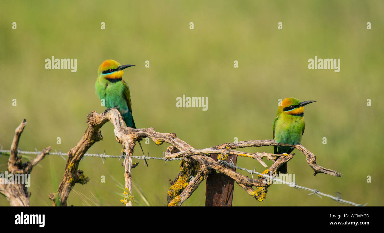 Bee Fence High Resolution Stock Photography and Images - Alamy