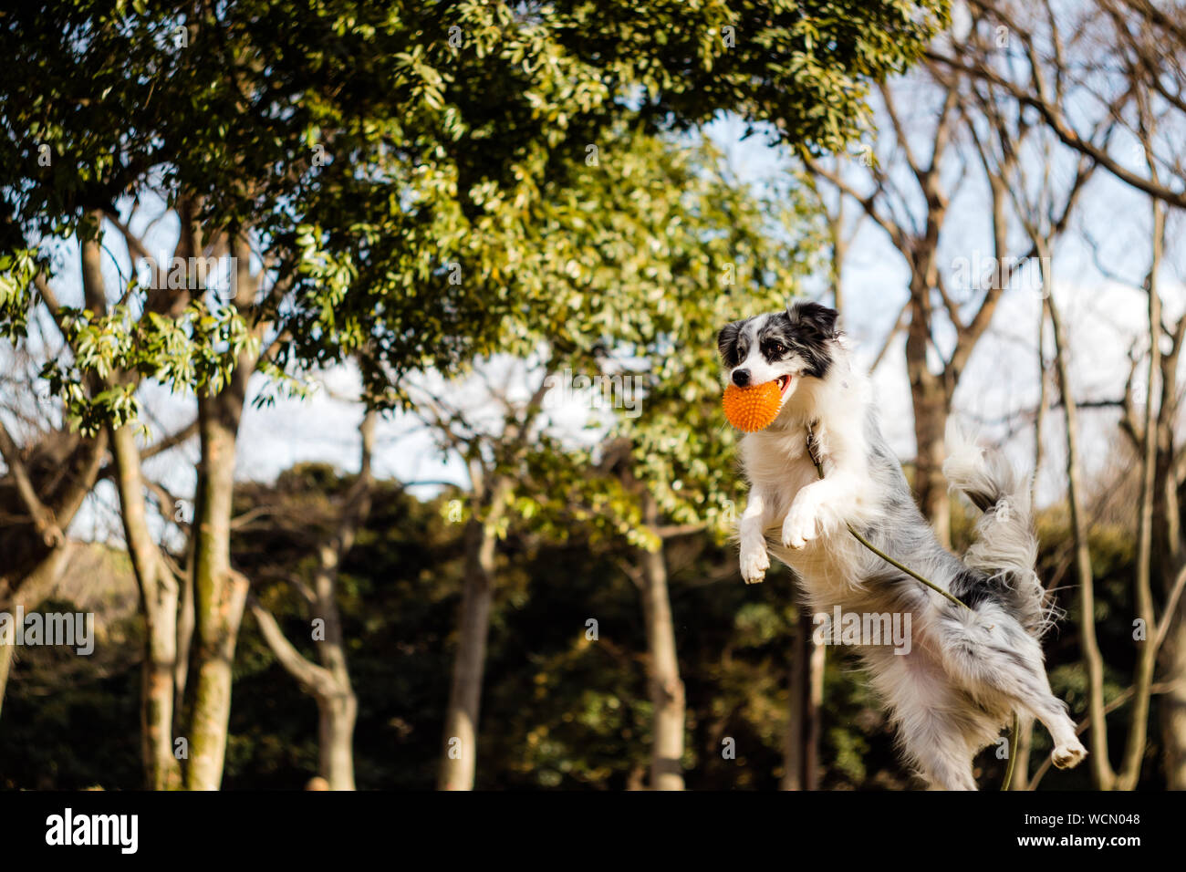 Border collie dog jumping ball hi-res stock photography and images - Alamy