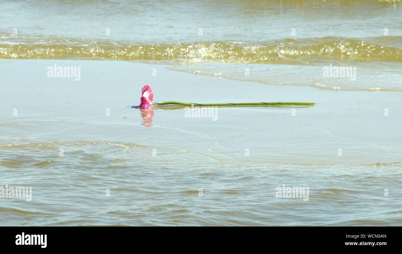 Pink beach flower hi-res stock photography and images - Alamy