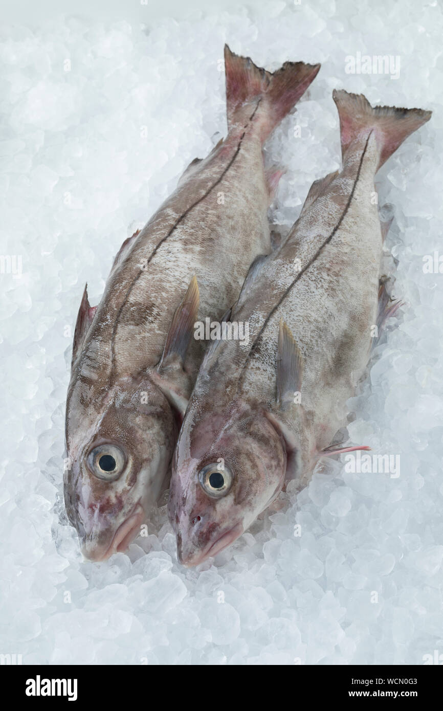 Cooled fish hi-res stock photography and images - Alamy