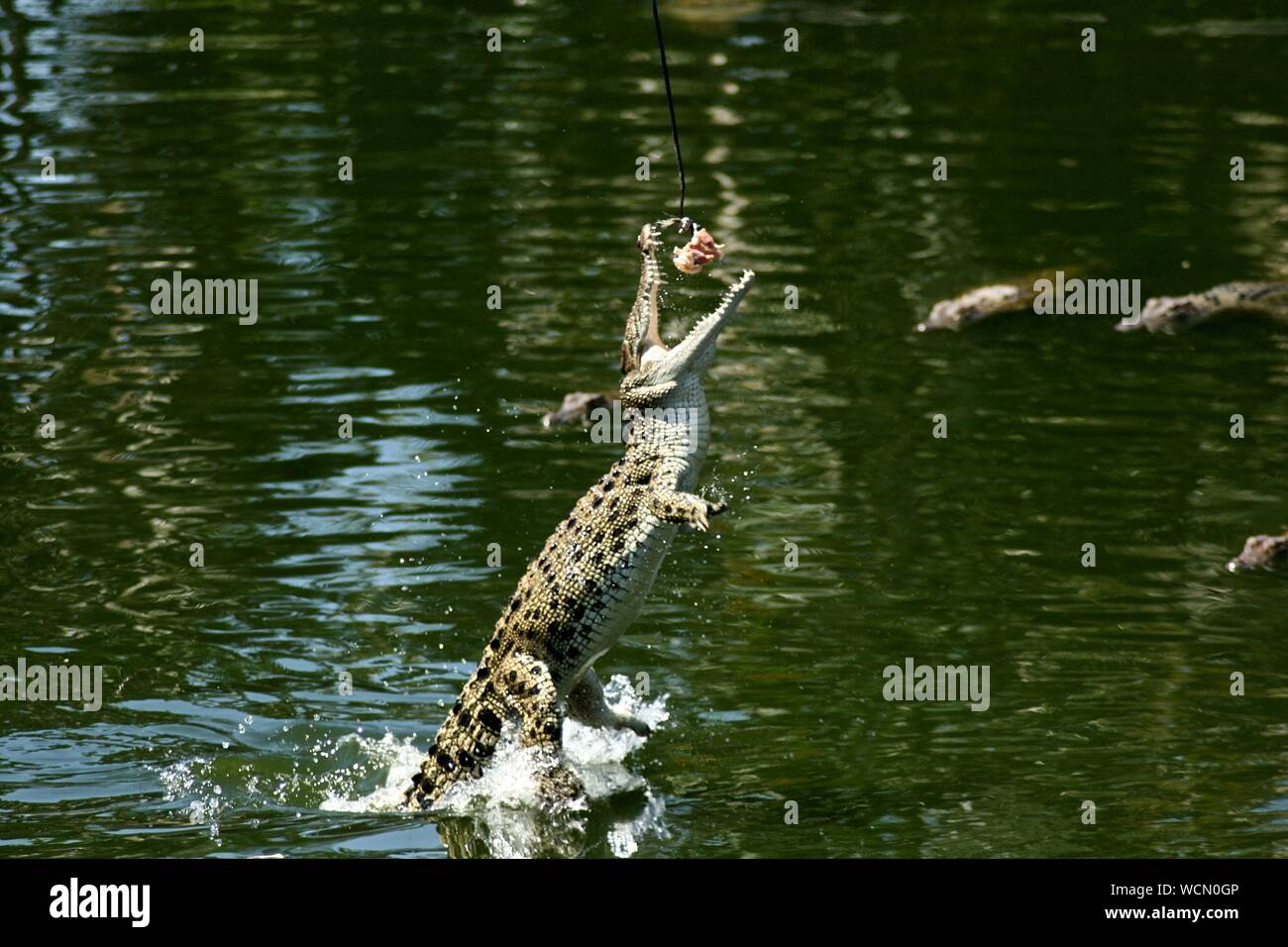 Rope in water animal wildlife hi-res stock photography and images - Alamy