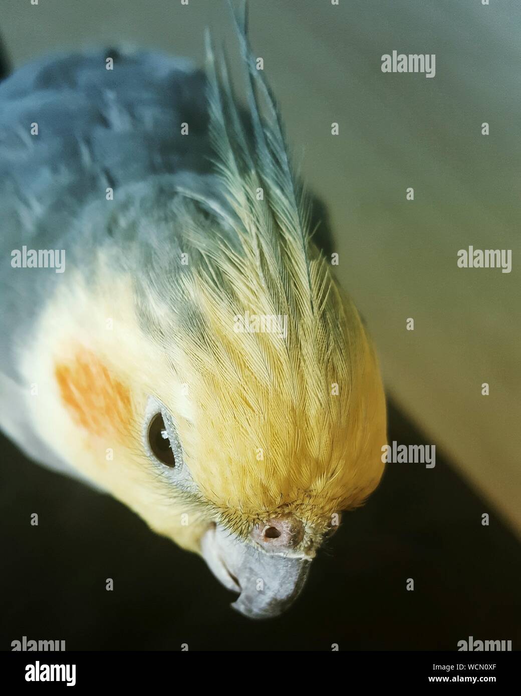 Cockatiels High Resolution Stock Photography and Images - Alamy