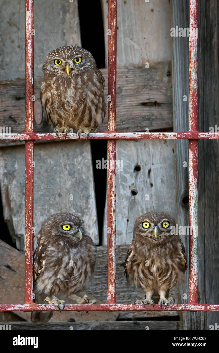 Owl Cage High Resolution Stock Photography and Images - Alamy