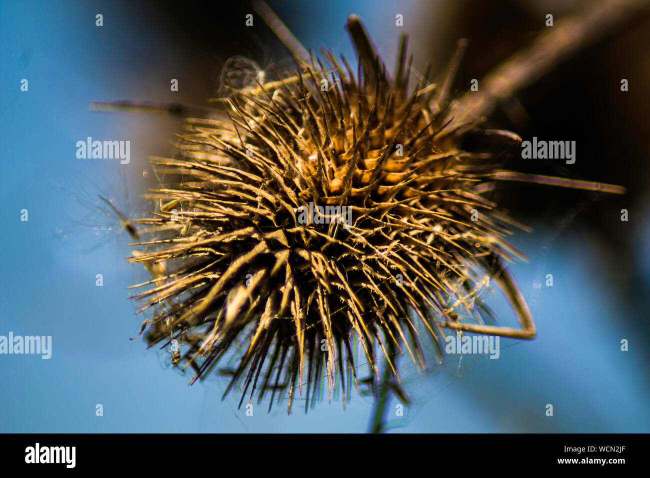 Spiky plant hi-res stock photography and images - Alamy