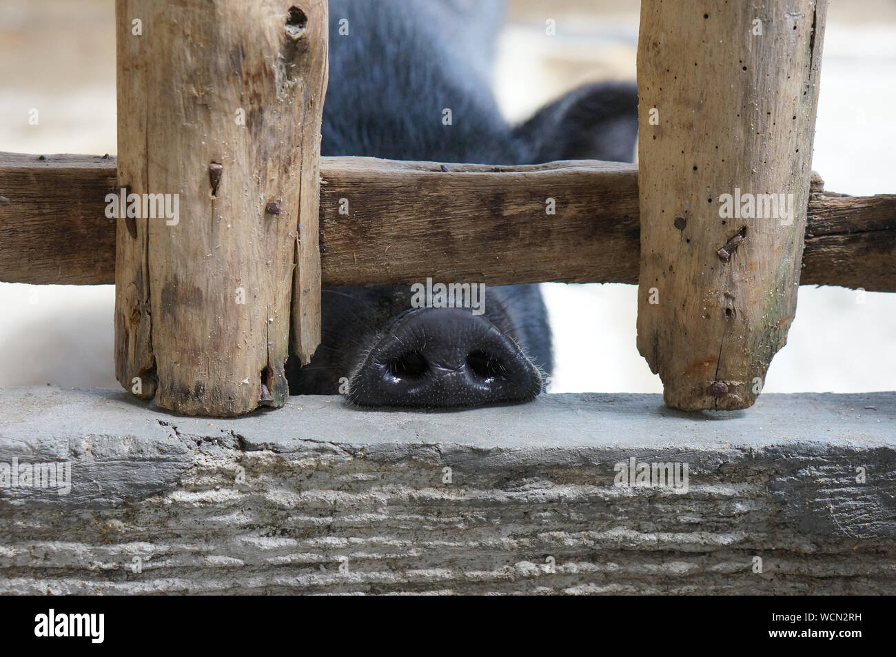 Pig on wall hi-res stock photography and images - Alamy