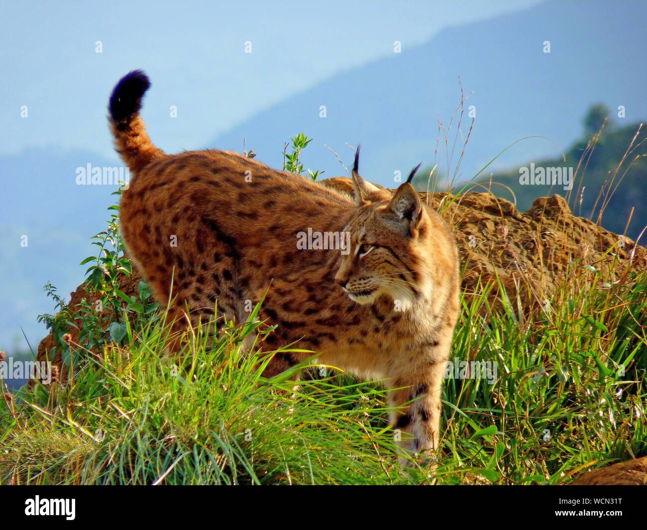 Lynx mountain hi-res stock photography and images - Alamy