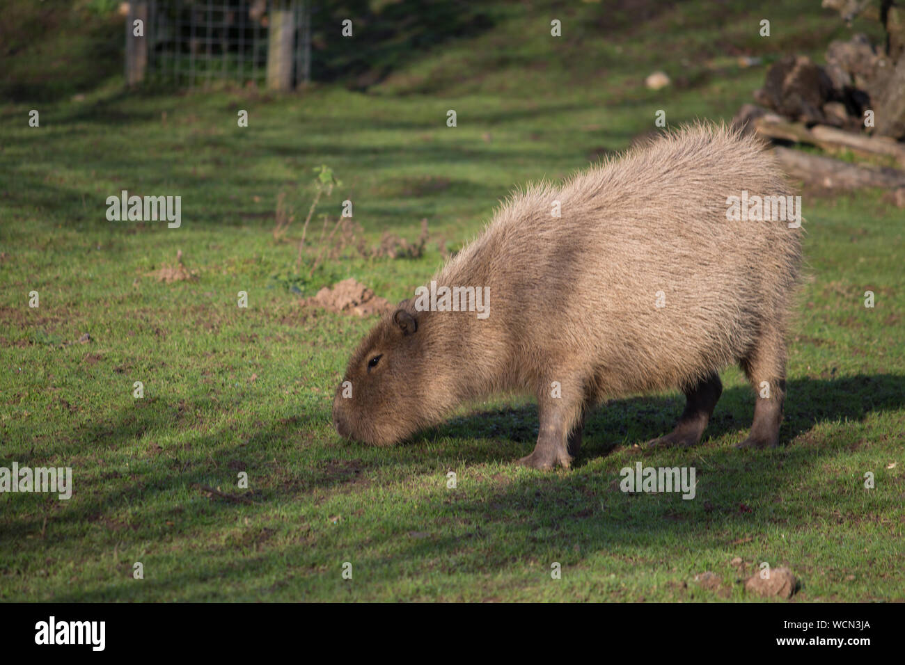 Capybara standing hi-res stock photography and images - Alamy