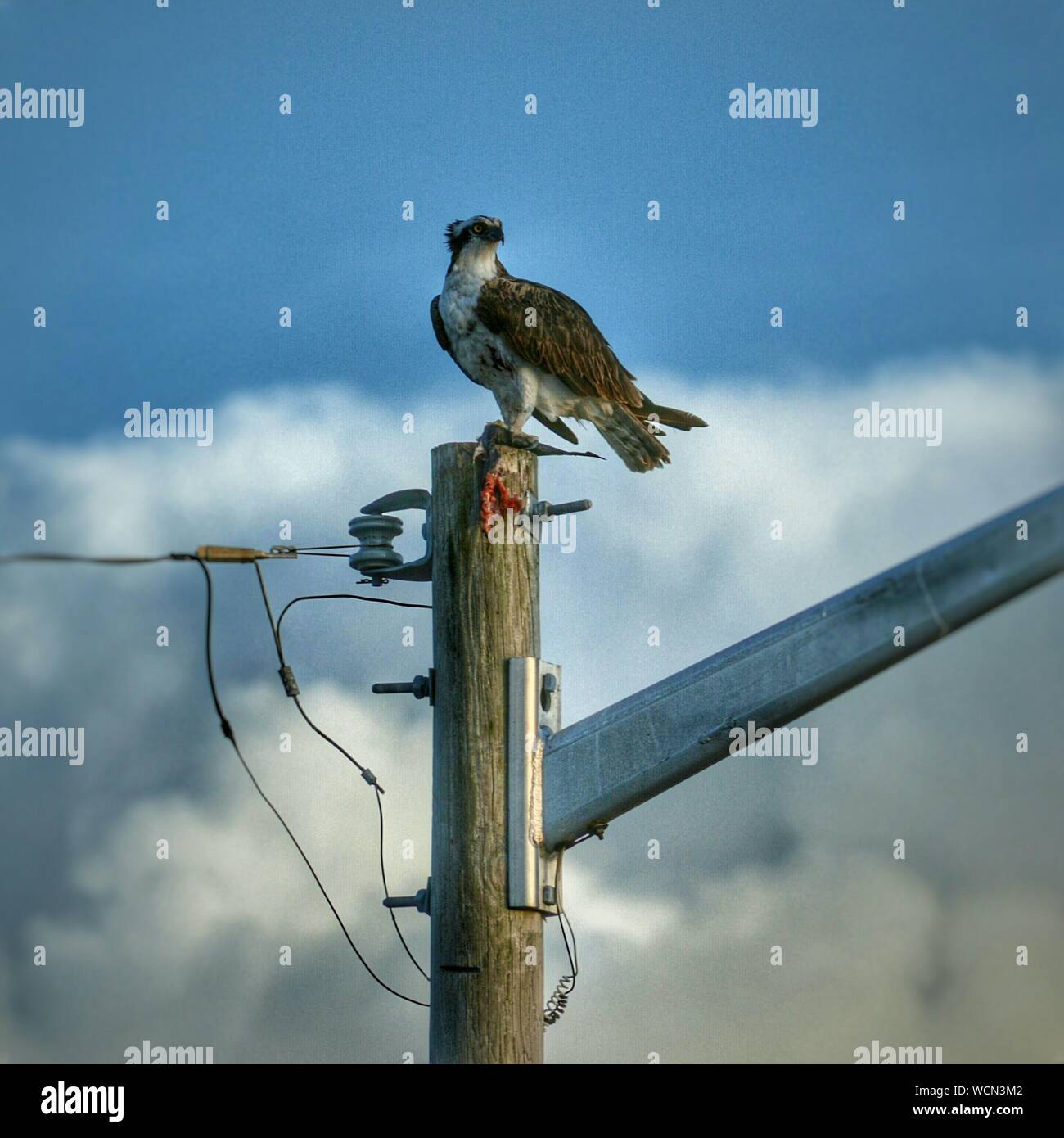Osprey on pole hi-res stock photography and images - Alamy