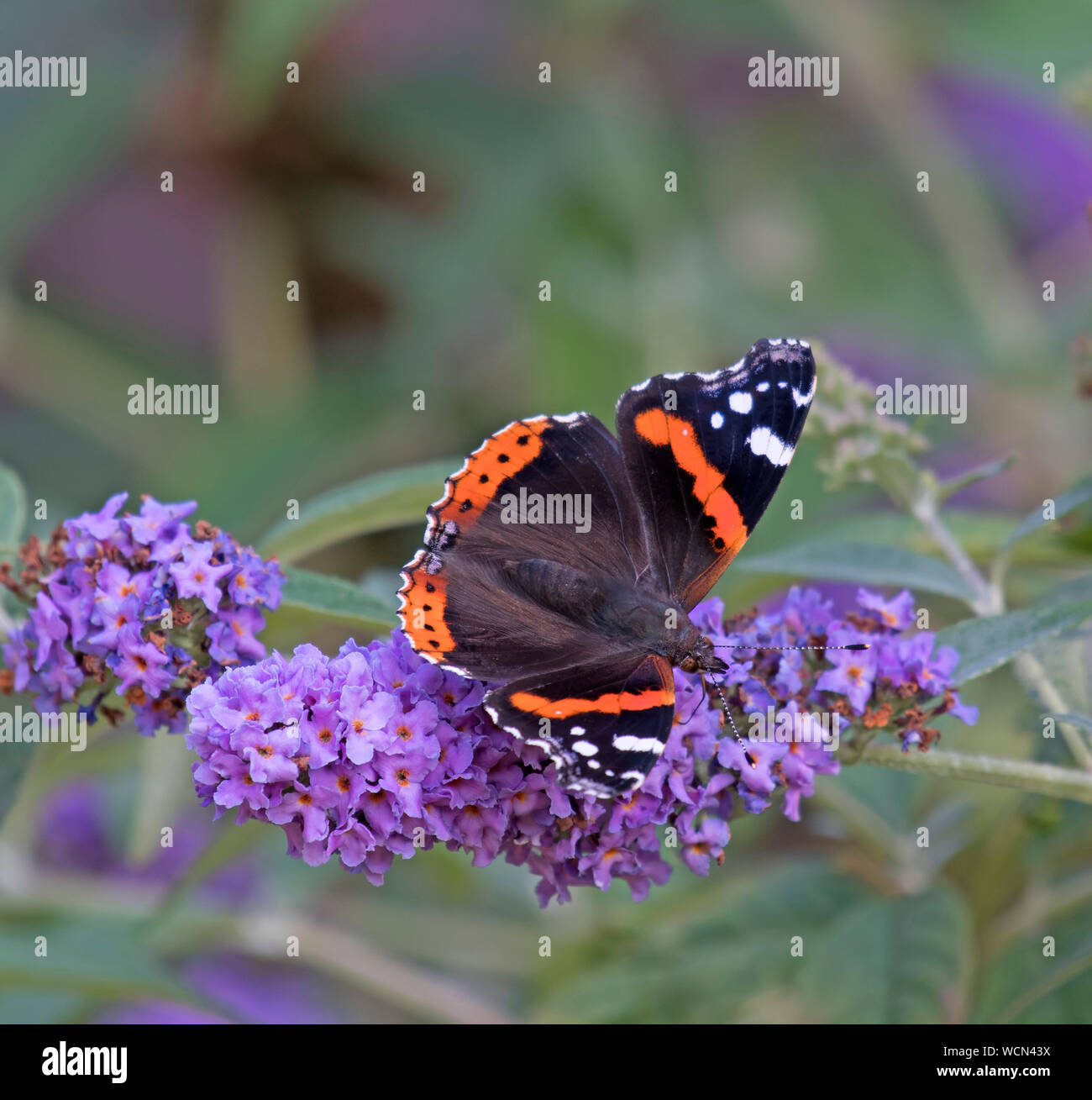 Butterfly, Red, Admiral,Vanessa,atalanta Stock Photo - Alamy