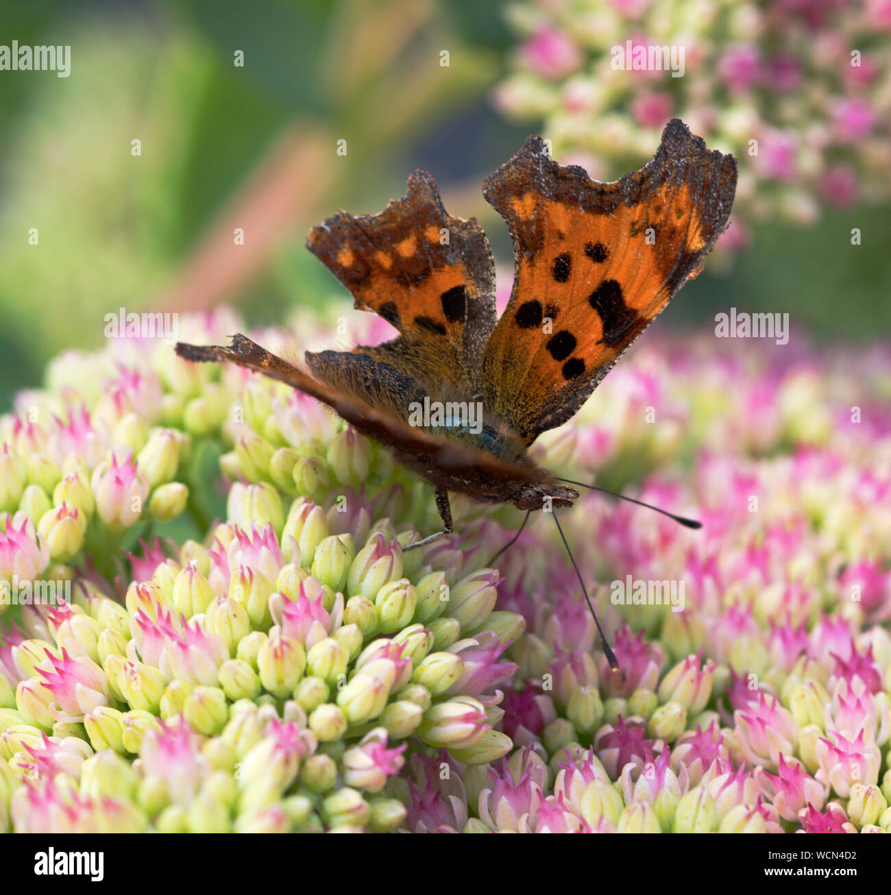 Common british butterflys hi-res stock photography and images - Alamy