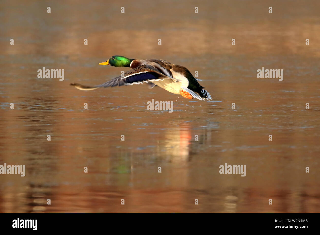 Duck Flying Over Water High Resolution Stock Photography and Images - Alamy