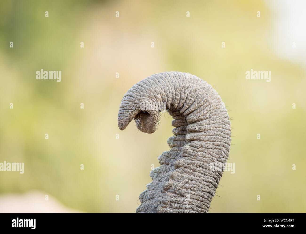 Elephant trunk hi-res stock photography and images - Alamy
