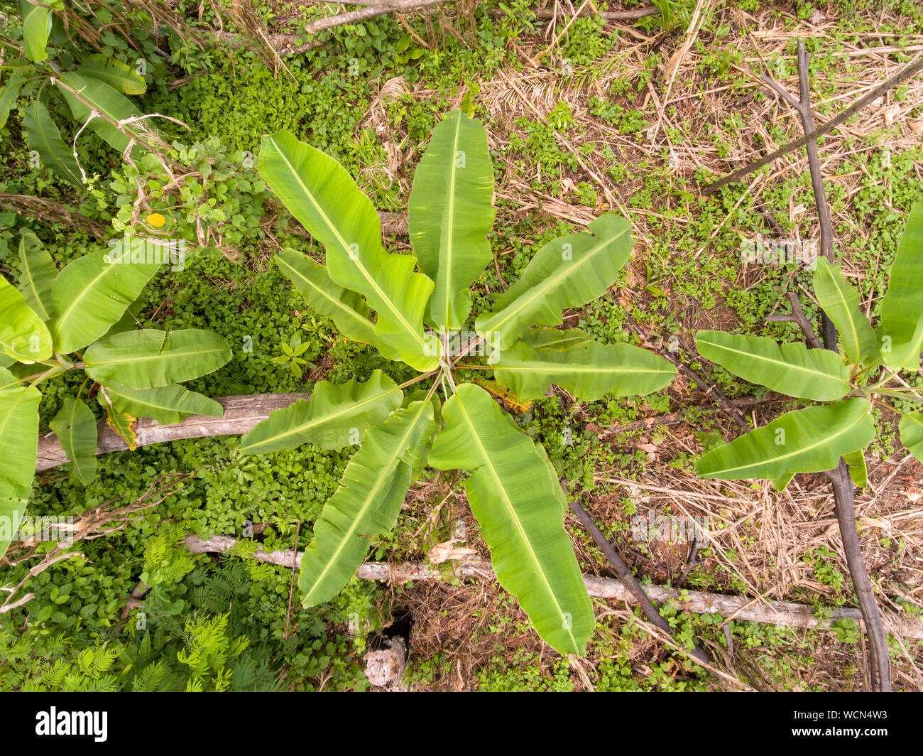 View from Above of Cultivated Land of Banana Trees Stock Photo - Alamy
