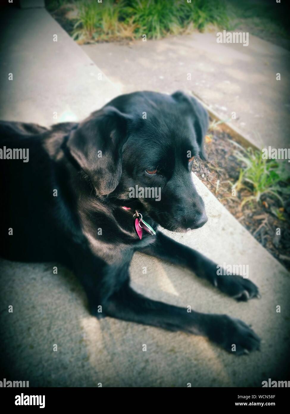 Black labrador dog lying down hi-res stock photography and images - Alamy